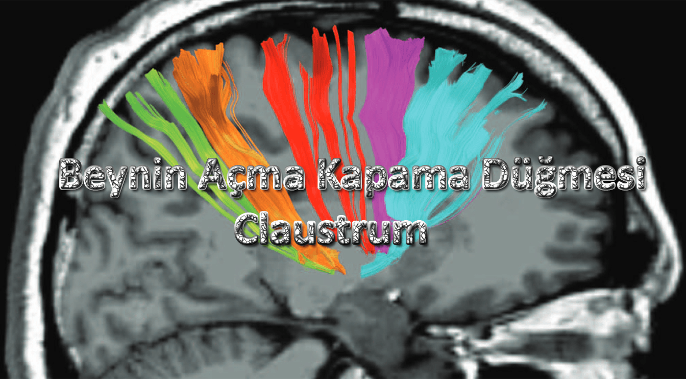 Beynin Açma Kapama Düğmesi Claustrum - Keykubad Teknolojik İnsan